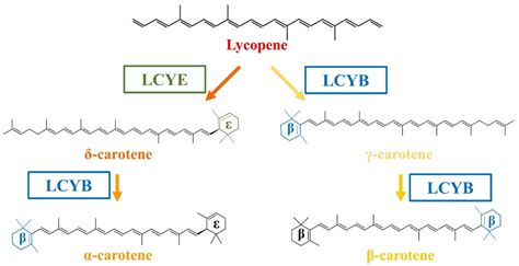 Alpha Carotene Structure