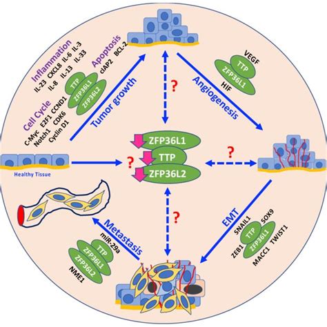 Schematic Representation Of The Various Molecular Cancer Traits That Download Scientific