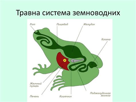 Травлення Типи живлення у тварин презентация онлайн