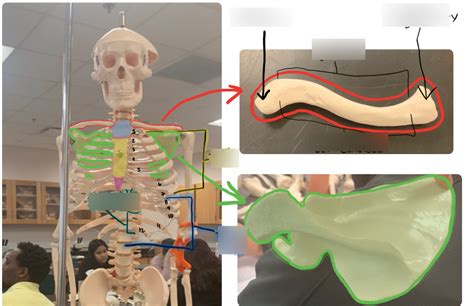 AP Lab Exam Bones Diagram Quizlet