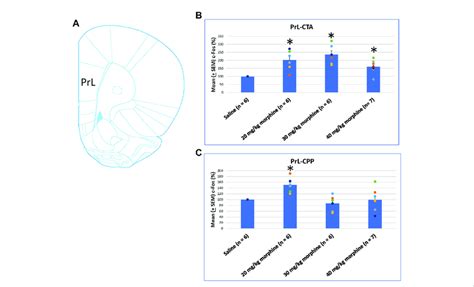 a representative image of c fos immunoreactivity in the prelimbic
