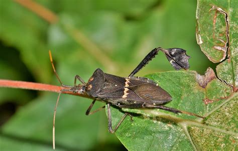 Tomato Plant Bugs Leaf Footed Bugs Tomato Pest Garden Austin