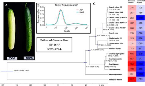 Frontiers Chromosome Scale Genome Assemblies Of Two Korean Cucumber Inbred Lines