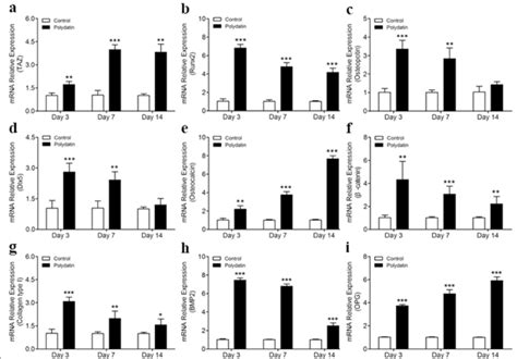 Polydatin 30 μm Increased Taz A Runx2 B Osteopotin C Dlx5