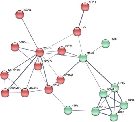 Functional Interactions Between Ddr Dna Repair And Ribosome Biogenesis
