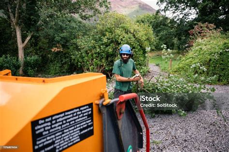 나무 외과 의사는 분쇄기로 나무 가지를 공급하려고합니다 목재 분쇄기에 대한 스톡 사진 및 기타 이미지 목재 분쇄기 수목 재배가 영국 Istock