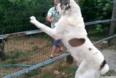 عکس سگ های ترکمن صحرا