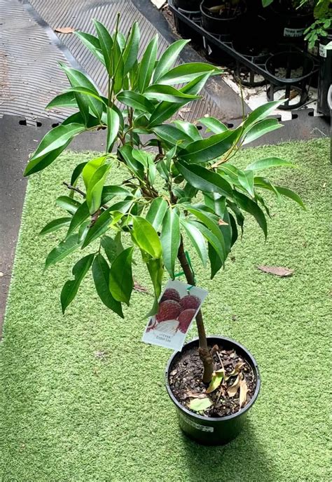 Lychee Self Pollinating Tree In Sydney Grow Tropical Fruit At Home