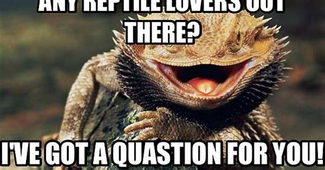 Question For Reptile Lovers Of Imgur Album On Imgur
