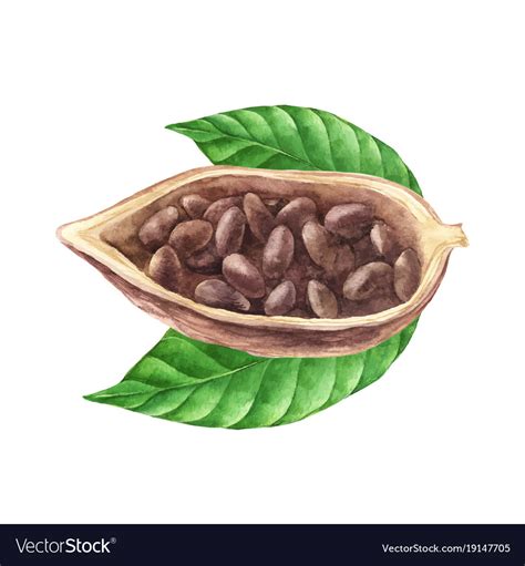 Ripe Watercolor Cocoa Beans Royalty Free Vector Image