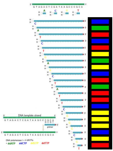 Fluorescent Sequencing Fluorescent Sequencing