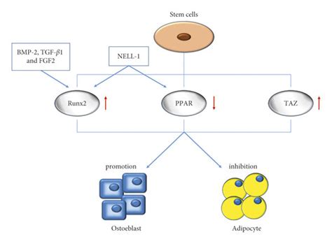 Schematic Representation Of Signaling Pathways Which Induce The Switch Download Scientific