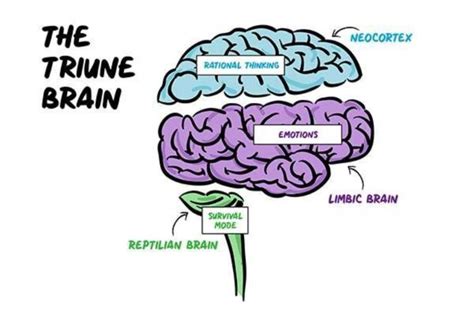 Triune Brain Model How To Cope With Threats Zahra Taghadomi Posted