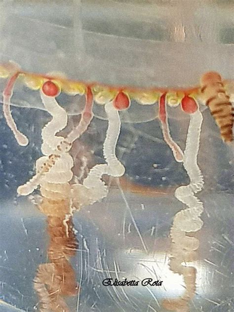 4 Questions With Answers In Pelagic Food Web Science Topic