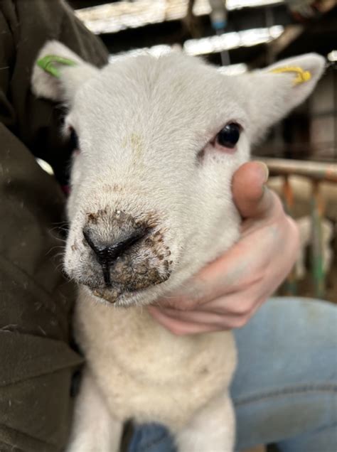 Sheep Farmers Misusing Antibiotics For Treating Orf Veterinary Industry News Vetclick