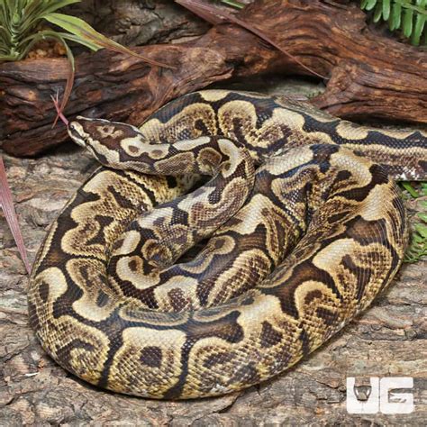 2018 Lavender Albino Spider Ball Python For Sale Underground Reptiles