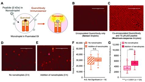 Nanodroplet Based Peptide Delivery Into Water In Fluorinated Oil Download Scientific Diagram