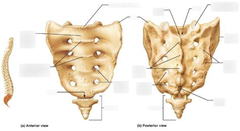 Sacrum Anatomy Diagram Quizlet