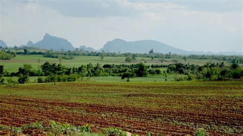 Cassava Contract Farming A Model Which Is Innovated To Increase