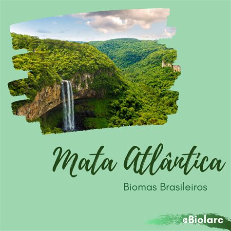 Mata Atlântica Imagens Da Mata Atlantica Bioma Caatinga Bioma