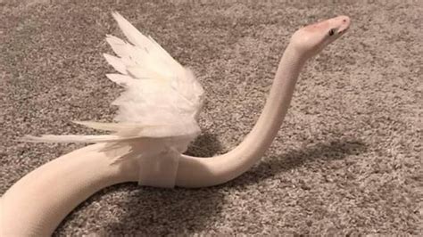 Забавные костюмы животных на Хэллоуин Timeforstory