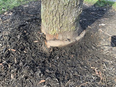 Girdling Roots Ahlum And Arbor