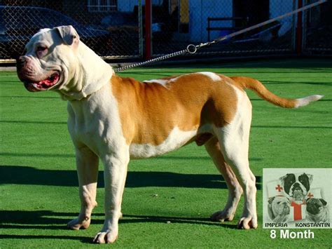 ძაღლები Dzaglebi ამერიკული ბულდოგი