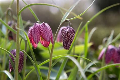 15 Gorgeous Bulb Flowers To Brighten Your Garden All Season