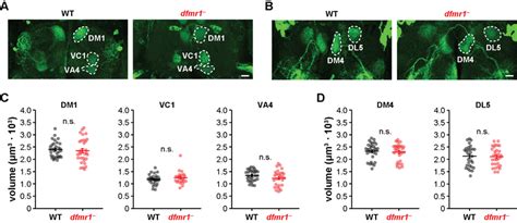 Figure S5 Related To Figure 3 Glomerular Innervation Patterns Of Download Scientific Diagram