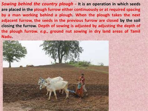 Seed And Different Methods Of Sowing