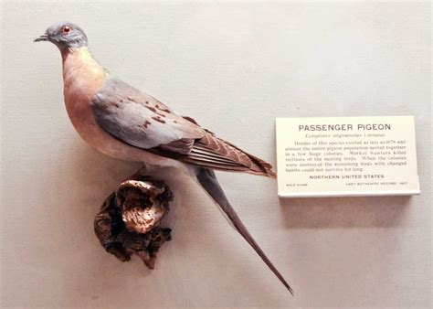 Passenger Pigeon Facts And Pictures