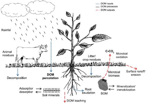 Schematic Representation Of Main Inputs Transformation Processes And