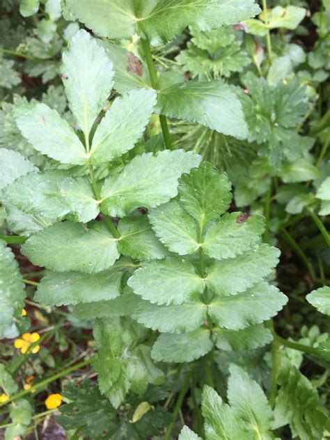 Wild Parsnip