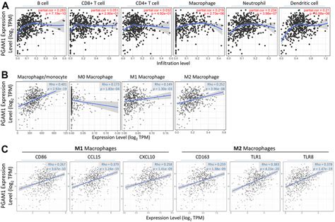 Single Cell Landscape And Spatial Transcriptomic Analysis Reveals Macrophage Infiltration And