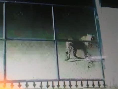 Leopard Spotted Near Company Gate In Surat Cctv Footage Surfaces