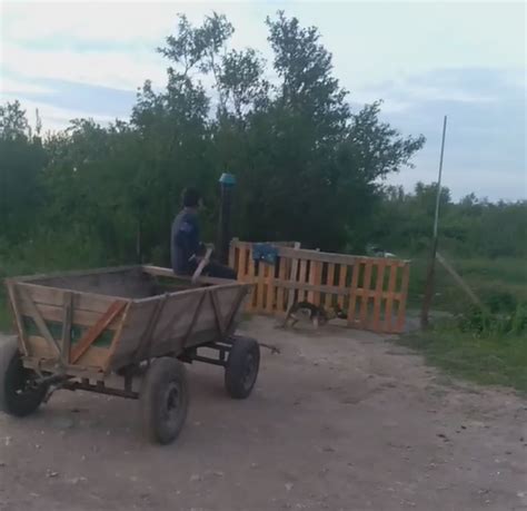 Жестокост Циганин от Враца подпали мрежата с брутално насилие над куче снимки и видео