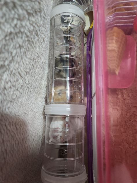 울딸과햄찌아들들 2 포텐 터짐 최신순 에펨코리아