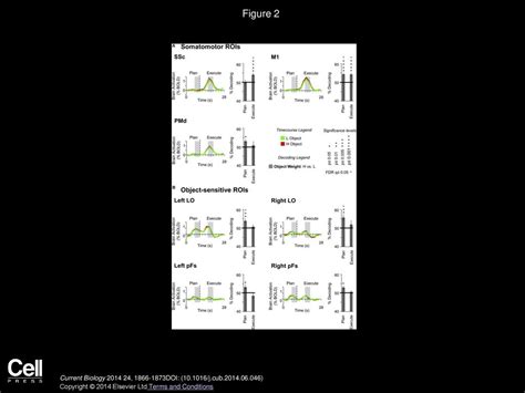 Representation Of Object Weight In Human Ventral Visual Cortex Ppt