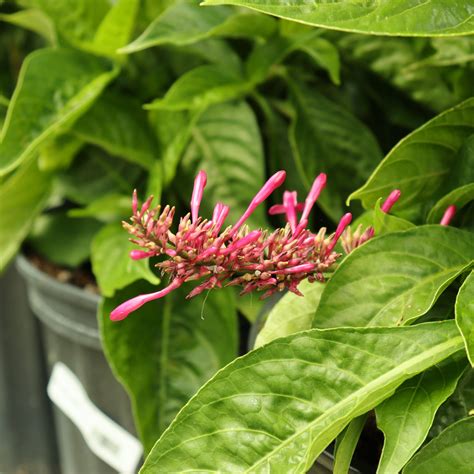 Firespike Purple 3g Pinders Nursery