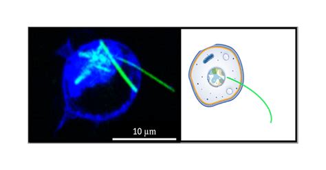 Direct Piercing Of Ag Nanowires Into Living Macrophages Implications For Nanotoxicity Acs