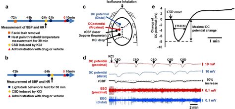 Experimental Design Physiological Parameters And Cortical Spreading