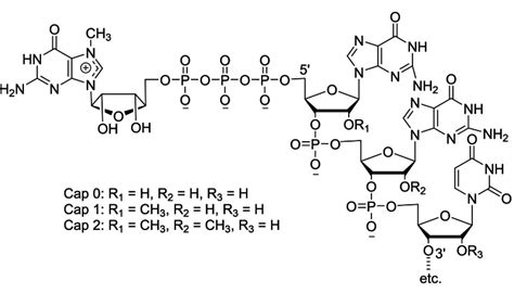 Recent Advances In Modified Cap Analogs Synthesis Biochemical Properties And Mrna Based