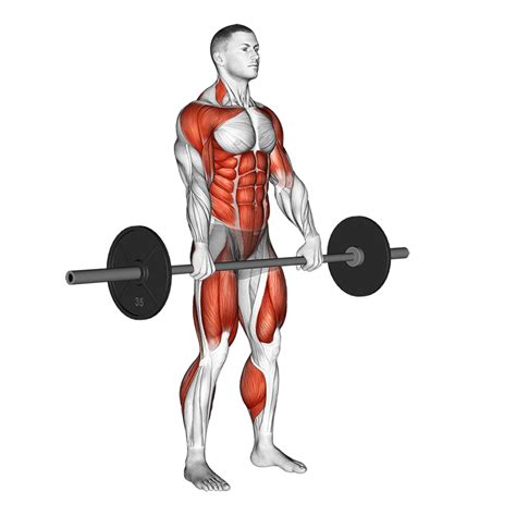 How To Do Dumbbell Curl Artofit