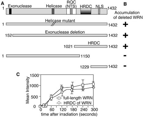 Wrn Accumulates At Double Strand Breaks Via Its Hrdc Domain In Vivo Download Scientific