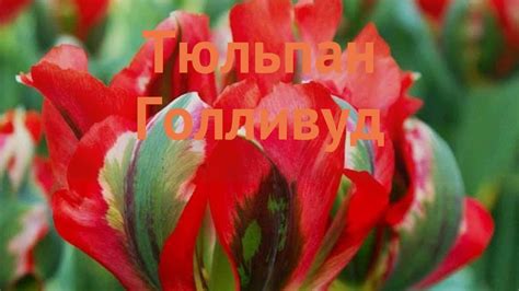 Тюльпан обыкновенный Голливуд (tyulpan-gollivud) 🌿 обзор: как сажать ...