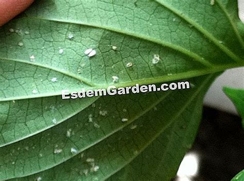 Как да премахнем листните въшки 🌿 Информация За Градинарство И Озеленяване 2025