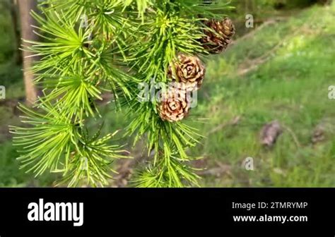 Larch Trees Tree Larix Decidua Stock Videos And Footage Hd And 4k Video