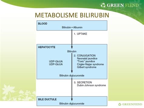 Metabolisme Bilirubin