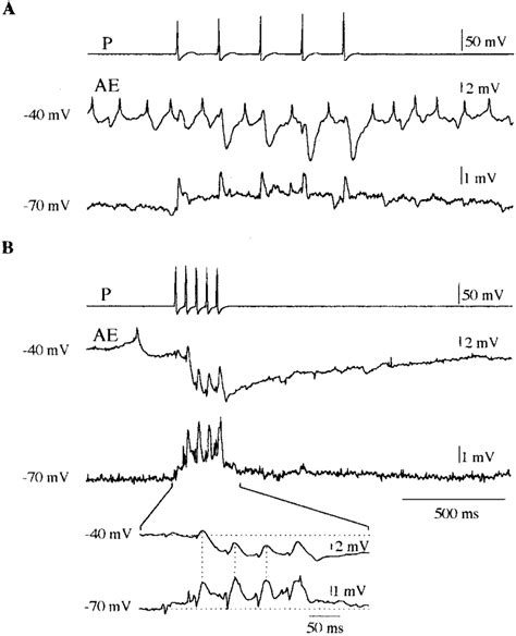 A B Responses Of An Annulus Erector Ae Neuron To Pressure Sensitive Download Scientific