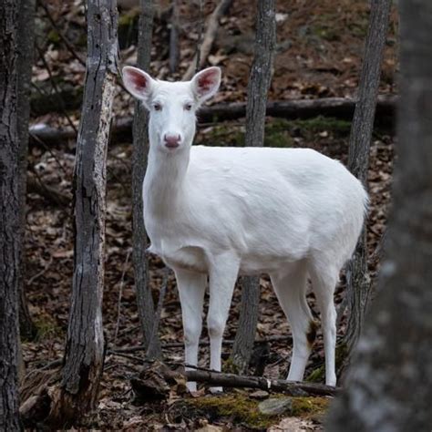 Who Protects The Albino Deer In Wisconsin The Law In Michigan The